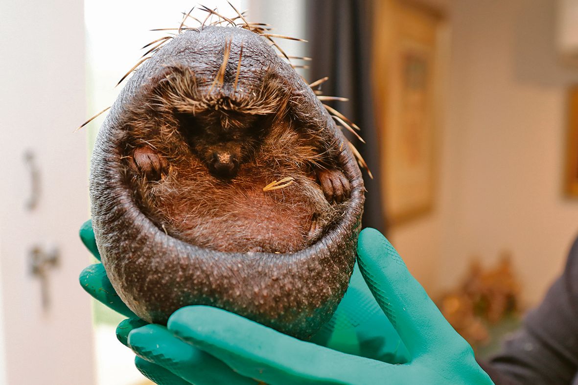 Putting hedgehogs to work | King Country News