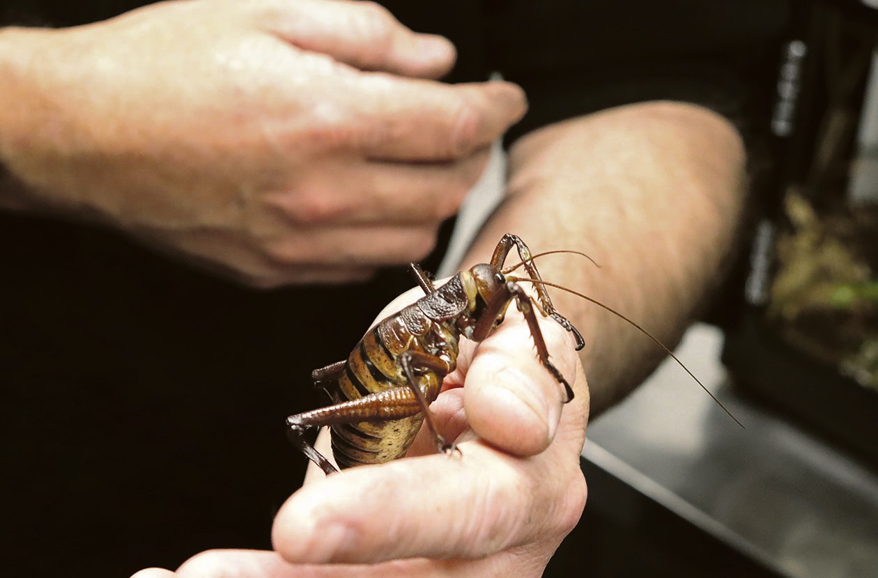 A giant leap for Wētā | King Country News