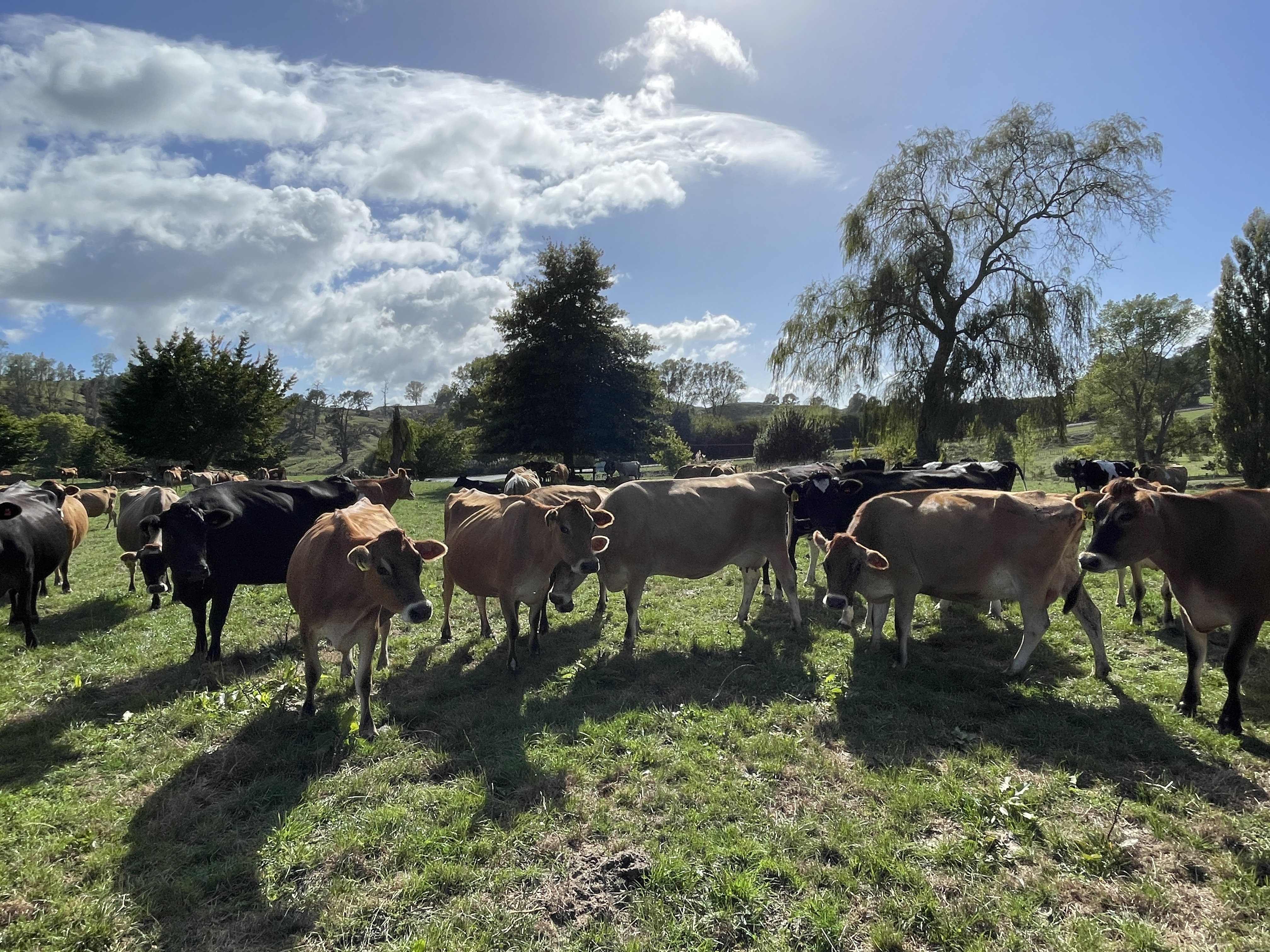 Lara to the rescue | King Country News