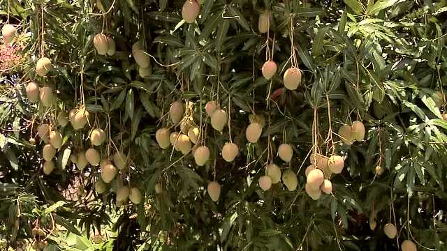 Puerto Rico, Mango Tree with Ripe Fruits in Farjado, 2000s - Footage File