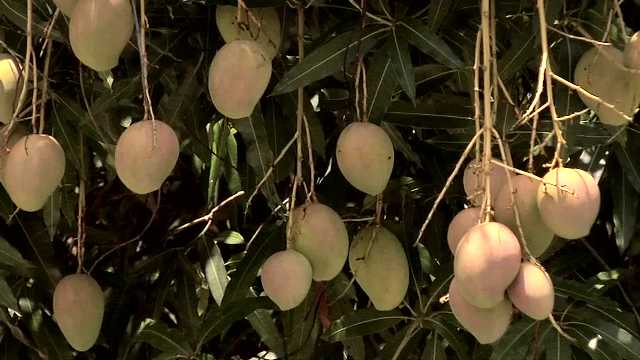 Puerto Rico, Mango Tree with Ripe Fruits in Farjado, 2000s - Footage File