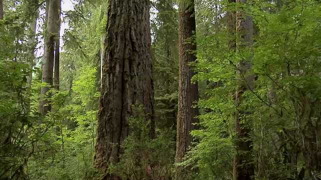 Redwood Tree in California, USA, 2000s - Footage File