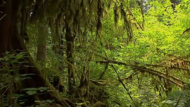 The Mable Grove inside the Hoh Rain Forest at Olympic National Park ...