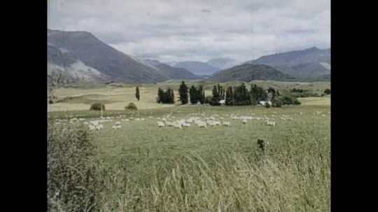 Sheep and Cattle Farm, New Zealand, 1960s - Footage File