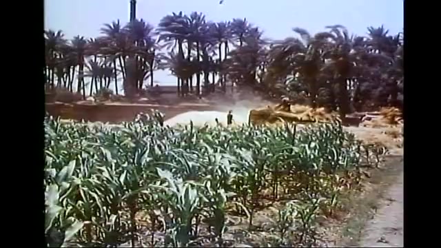 Fayoum Oasis, very old belt driven threshing machine, wide shot ...