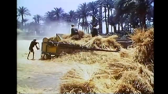 Fayoum Oasis, very old belt driven threshing machine, wide, man feeds ...