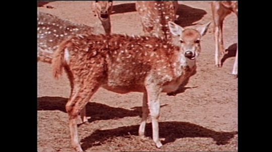Zoo Animals, Mammals, Part-2, USA, 1950s - Footage File