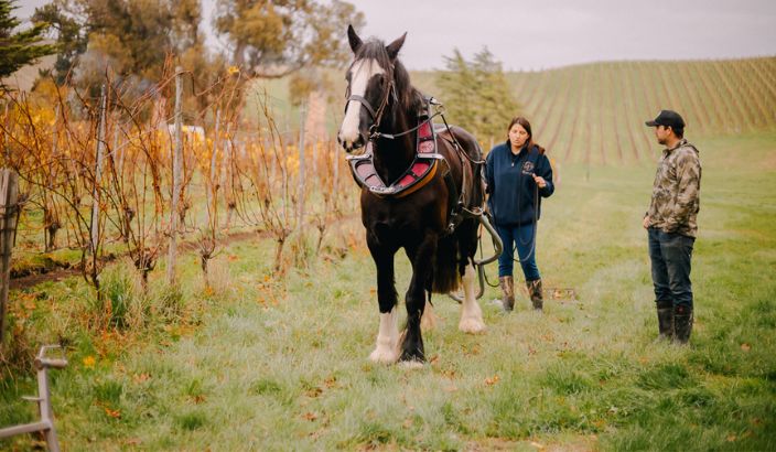 Horse power finding under-vine solutions | Top South Now
