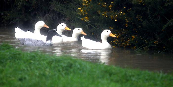 It's a good day - for ducks
