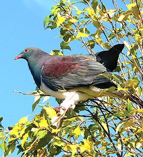 Eyes peeled for the kereru