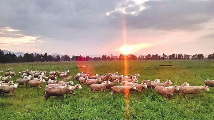 Sheep on Mexican pastures