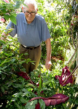 Stink lily puts on a show