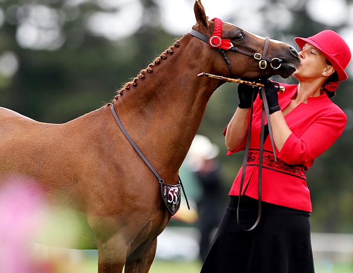 Top ponies on show