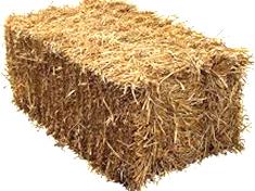 First-ever straw conference