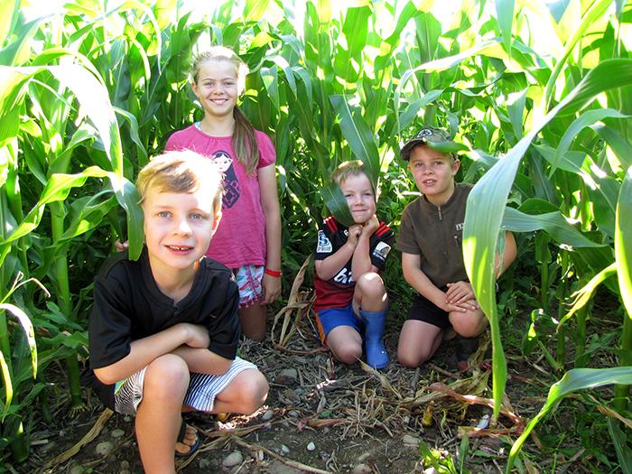 Amazing maize maze set to open
