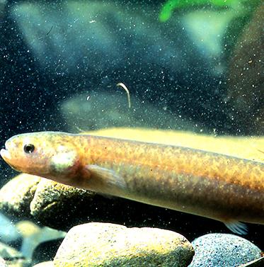 Canterbury mudfish facing extinction