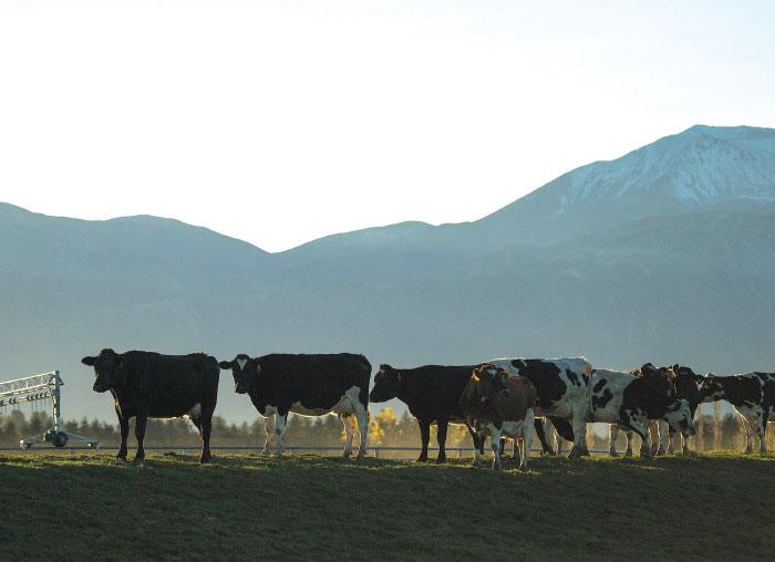 Fonterra looks at long-term value
