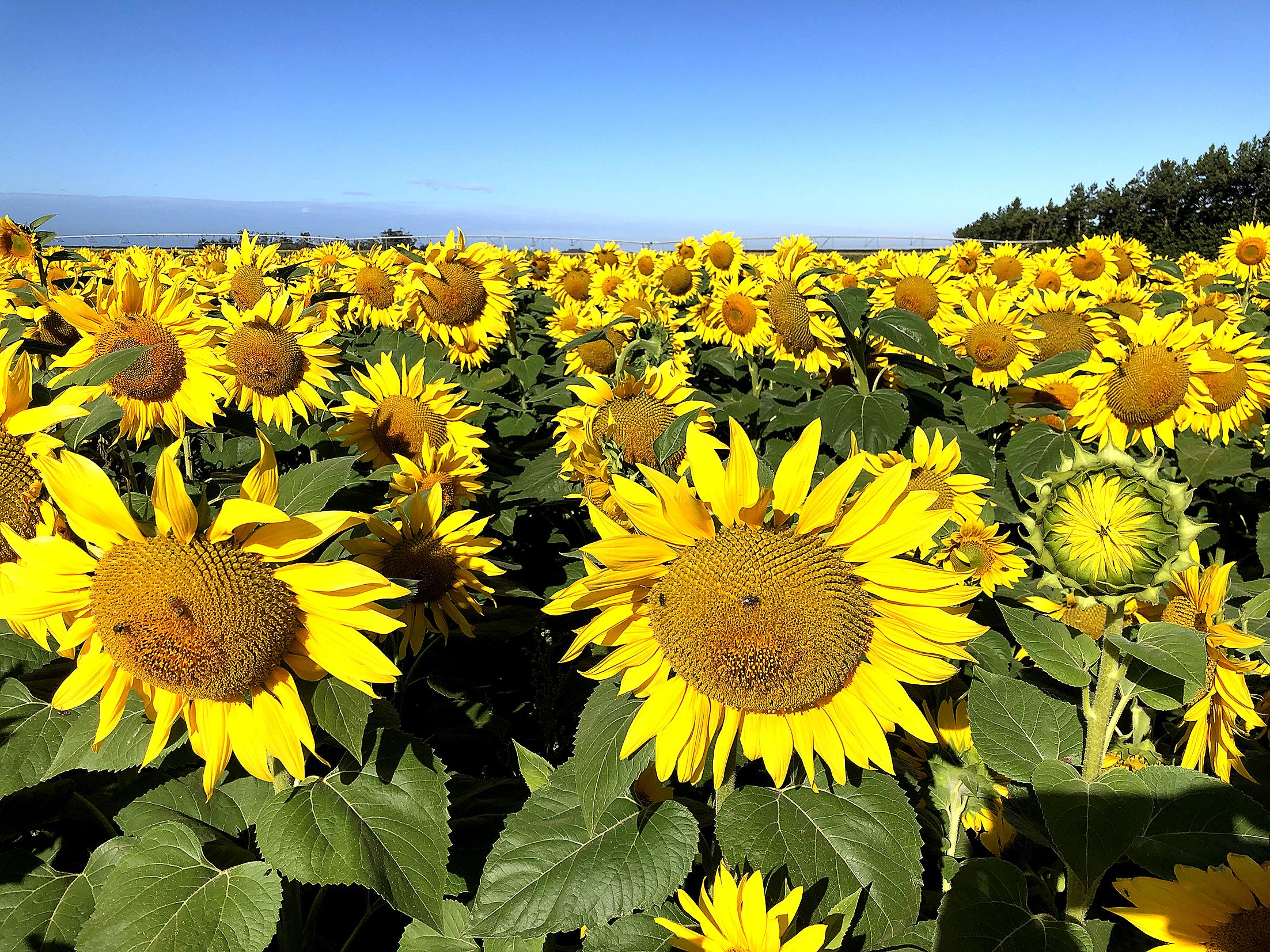 Sunflowers lead alternative crops