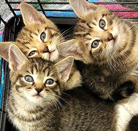 The curious case of Zeus the cat