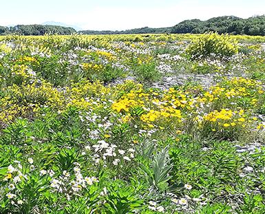 Weeds and wildflowers take over the riverbed