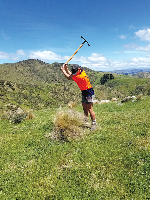 New tool in fight against invasive grass nassella