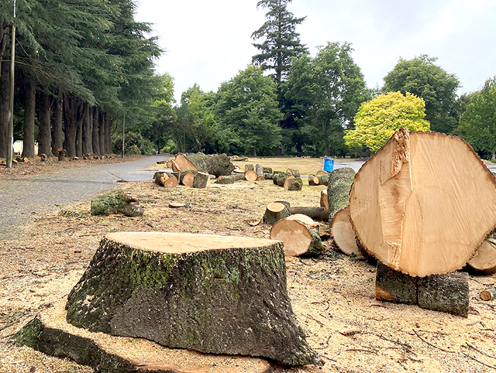 Tree removal part of long-term upgrade