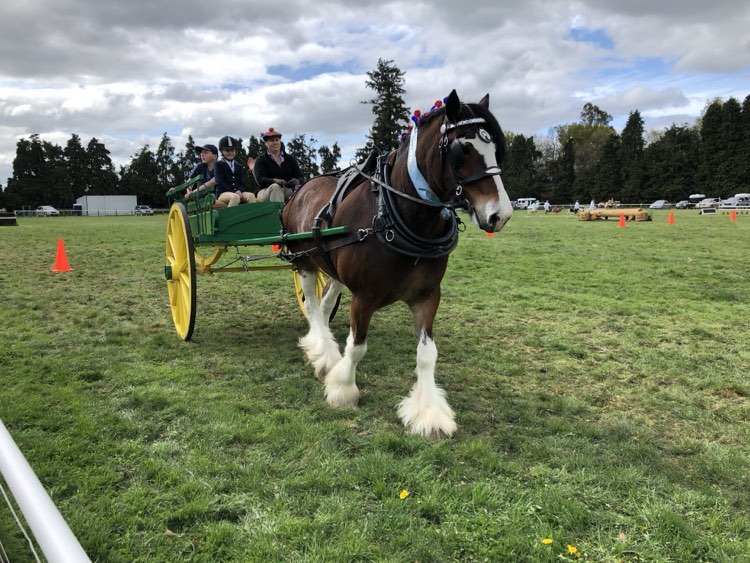 Temuka and Geraldine A&P Show